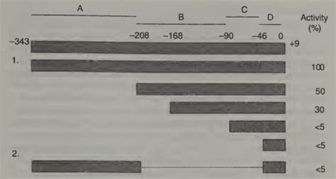 4 Binary Vectors For Plant Transformation Flashcards Quizlet