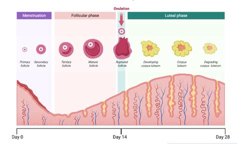 Internal And External Female Reproductive Organs Nurses Revision