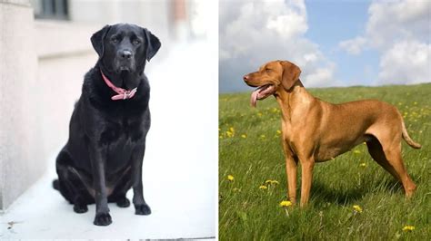 Black Lab Vizsla Mix An Incredibly Fun And Energetic Pet