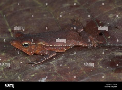 Dead Leaf Toad Bufo Margaritifer Complex Iquitos Peru Jungle Nocturnal Small Diurnal