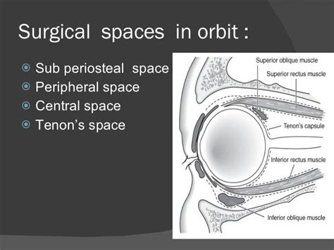 Orbit Anatomy