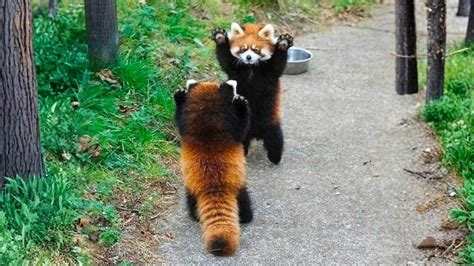 Red Panda 🐼 The Cutest Self Defense Tactic Youtube