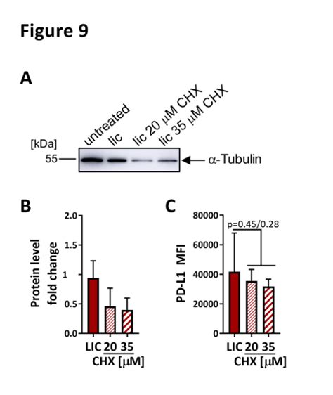 Inhibition Of Protein Translation Hardly Influences Surface Pd L1
