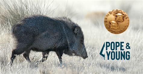 Boone And Crockett Pope And Young Now Accepting Javelina Entries Outdoor News