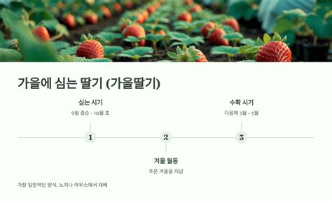 딸기 재배 방법 봄 여름 가을 심는 시기