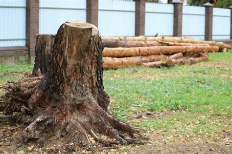 DIY Tree Stump Removal Creative Ways To Get Rid Of Stumps Without An Expert World Today News