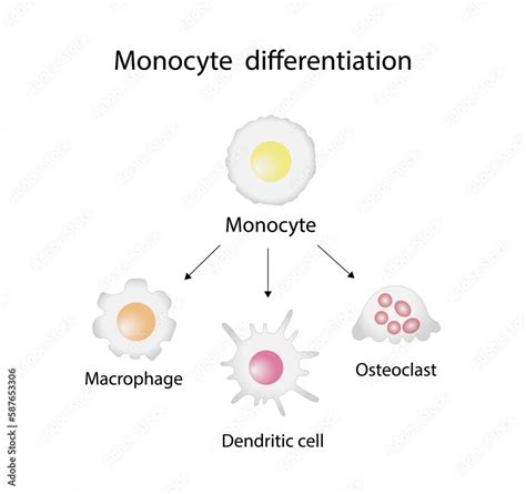 Monocyte Differentiation Dendritic Cell Osteoclast And Macrophage Stock Vector Adobe Stock