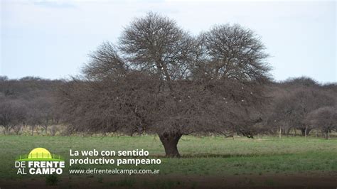 Aumenta El Consumo De Carne Vacuna En El 2025 Archivos De Frente Al Campo