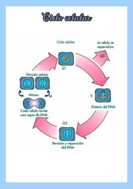Ciclo Celular Y Control Del Ciclo Celular Jocelyn Ls Udocz