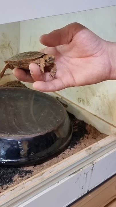 납작한 매력 초소형 거북이 팬케이크 육지거북 Youtube