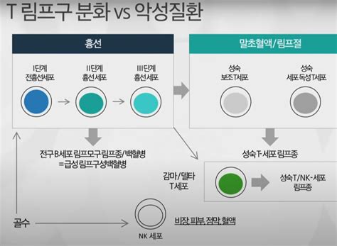 림프종 공부 1편 림프종의 원인 증상 아형 사례 네이버 블로그