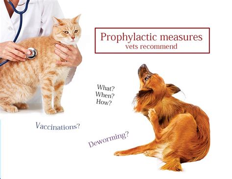 5 Veterinarian Recommendations About Prophylactic Measures For Your Pet
