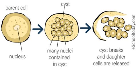 Binary And Multiple Fission Eschooltoday