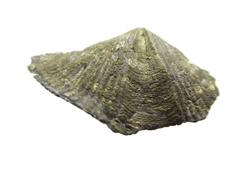 Sylvania Ohio Pyritized Brachiopod 12 Fossils For Sale