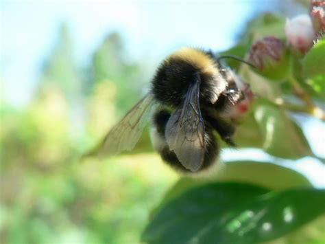 Free Picture Bumblebee Bombus Insect
