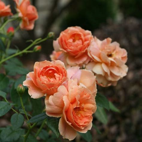 Oso Easy Peasy® Landscape Rose Proven Winners Colorchoice Flowering