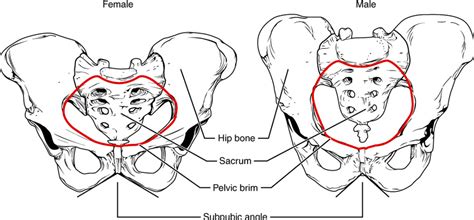 How Pregnant Women With Ossified Epiphyseal Cartilage Increase In