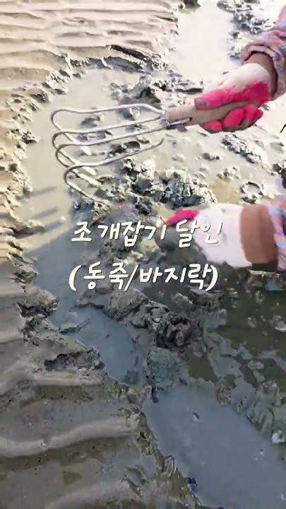 부안바지락 부안동죽 잡는재미 캐는재미 동죽맛집 Youtube