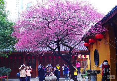 浙江湖州古寺红梅盛开 人民图片网