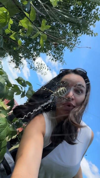 Ядовитый паук в Беларуси 😱 Youtube