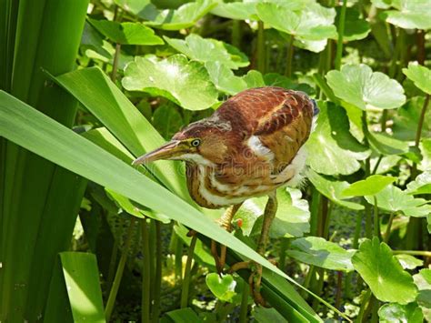 Least Bittern Ixobrychus Exilis Stock Image Image Of Bittern Multi 278696633