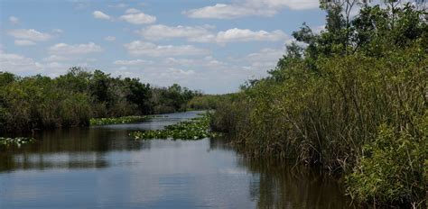 Researchers Develop Unexpected Solution To Fight Invasive Species Wreaking Havoc On Everglades