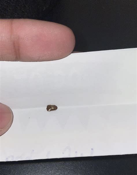 Possible Bed Bug I Found When Getting Into Bed It Doesnt Appear To Have Any Legs Or