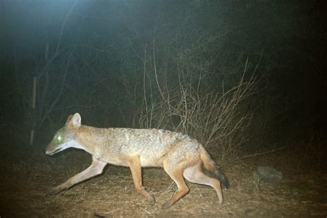 Жителей Астраханской области атакуют неизвестные животные