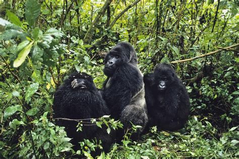 Evolution Welchen Sinn Gleichgeschlechtlicher Sex Bei Affen Hat · Dlf Nova