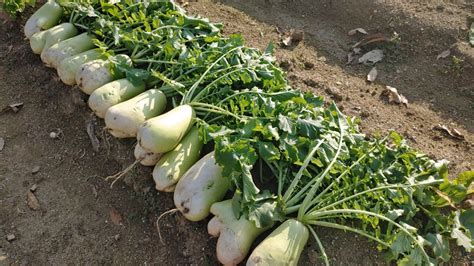 김장무 수확 무보관법 겨울무우보관방법 네이버 블로그