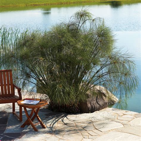 Graceful Grasses® King Tut® Egyptian Papyrus Plant Addicts