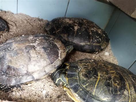 Do Pet Turtles Hibernate Turtle Pet Guide