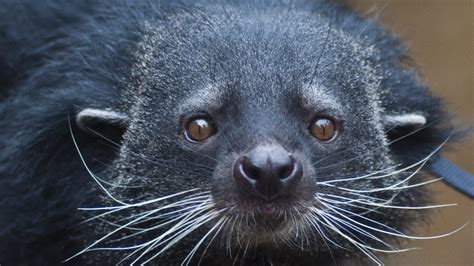 English Task All About Binturong Also Known As Bearcat