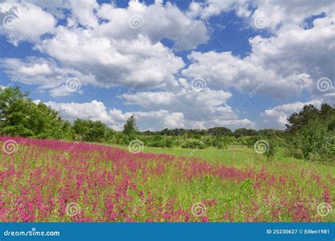 Spring Flower Field And Blue Sky Stock Image Image Of Idyllic