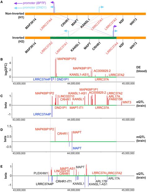 Chromosomal Inversion Polymorphisms Shape Human Brain Morphology Cell Reports