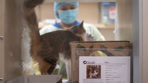 Deadly Outbreak At Nevada Humane Society Halts Intake Of Cats