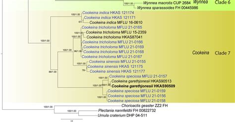Phylogenetic Tree Of Combined Its Lsu Ssu Rpb2 And Tef 1α Sequence Download Scientific