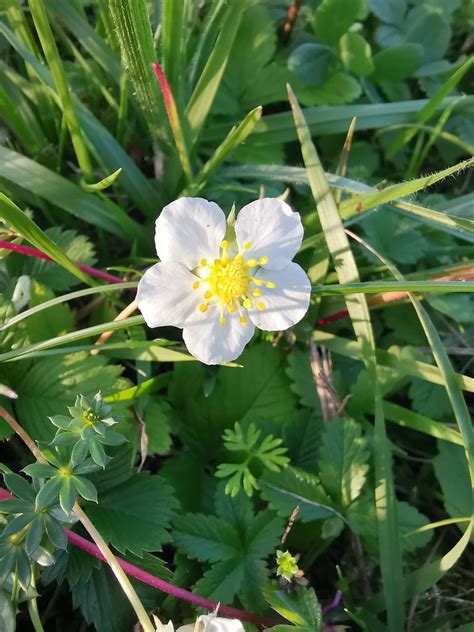 Knack Erdbeere Fragaria Viridis 2 Knack Erdbeere Frag Flickr