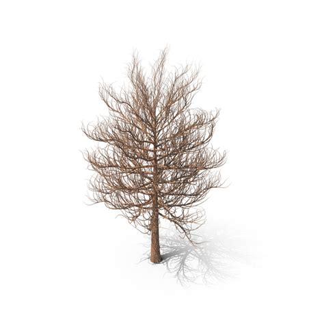 Leafless Tree PNG Images PSDs For Download PixelSquid S D