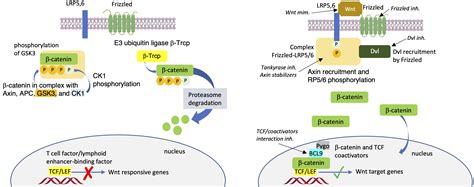 Inhibitors Of β Catenin To B Cell Lymphoma 9 Encyclopedia Mdpi