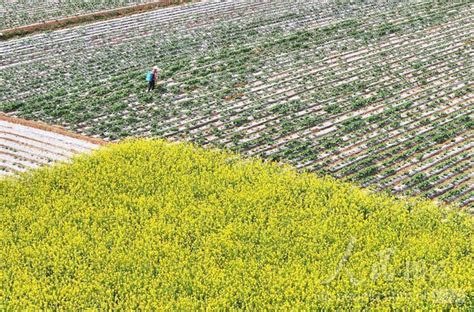 山东枣庄节水农业助农增收 人民图片网