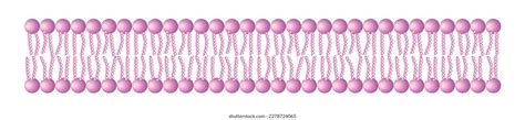 Lipids Membrane Structure Lipid Bilayer Cholesterol Stock Vector