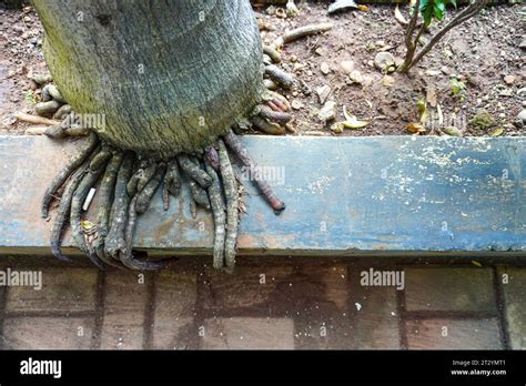 Selective Focus On The Intricate Root Fibers Of A Palm Tree Emerging Beyond The Cement Boundary