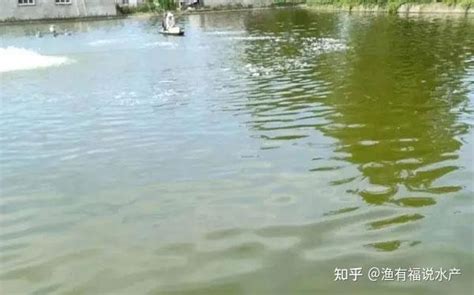 池塘为什么要改底教科书般的改底方法建议收藏 知乎