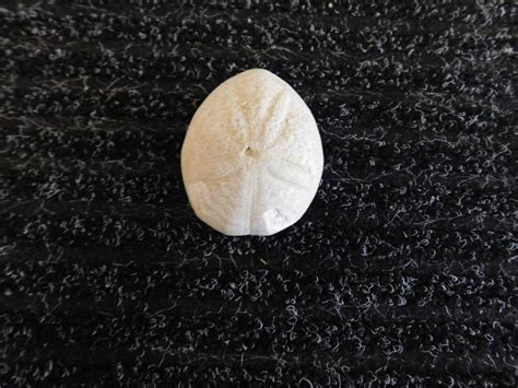 Fossil Sea Urchin Calcified Fossils And Artifacts For Sale Paleo Enterprises