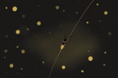 How To Attract Fireflies To Your Yard The Washington Post