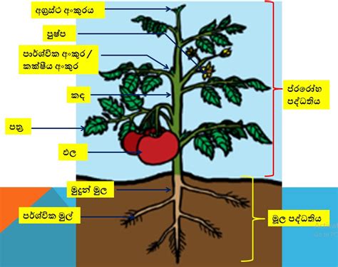 විදුසර ශාක වල විවිධත්වය 7 ශ්‍රේණිය