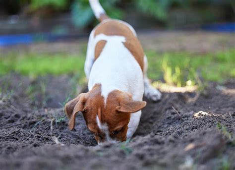 What Are Symptoms Of Whipworms In Dogs