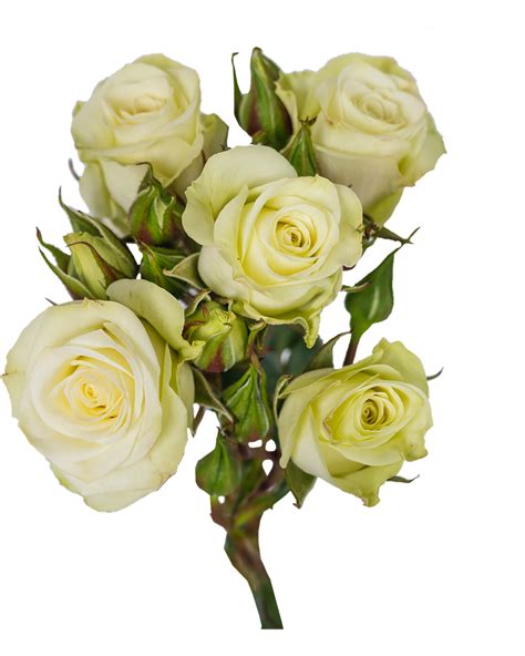 Spray Roses 50cm Floreana Savannah Flowers Corp