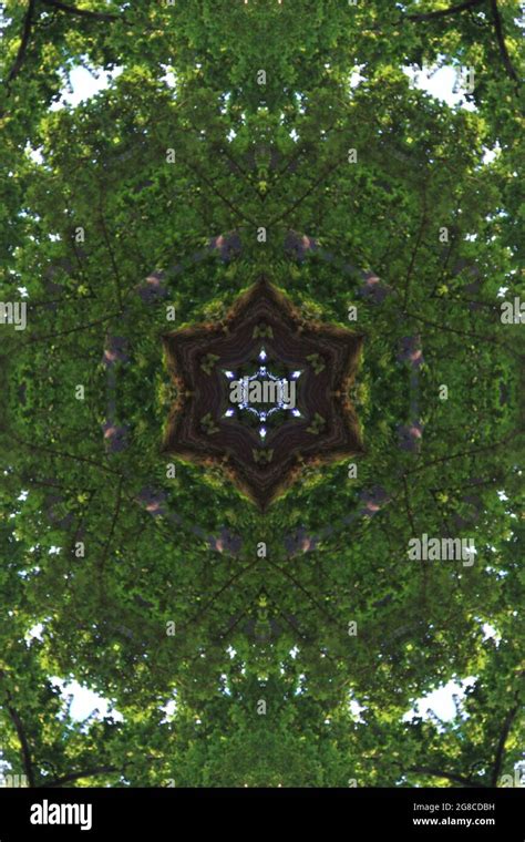 Tree Canopy Pattern Hi Res Stock Photography And Images Alamy